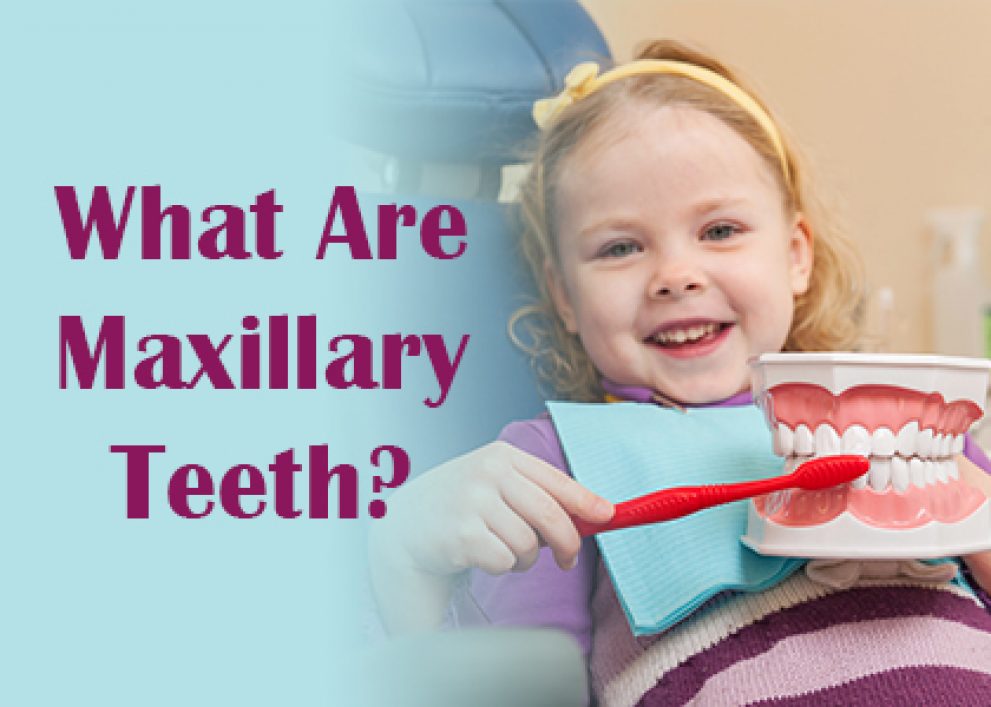 Maxillary Teeth in Odenton ǀ Bayside Kids Dental